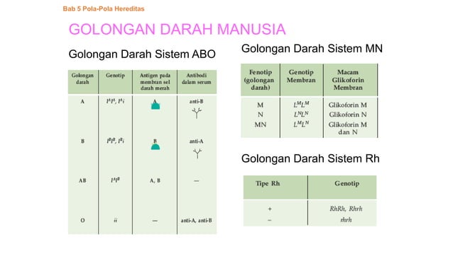 PEWARISAN SIFAT, hukum Mendel, golongan darah manusia | PPT