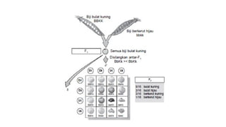 Pewarisan sifat hereditas pada makhluk hidup | PPTX