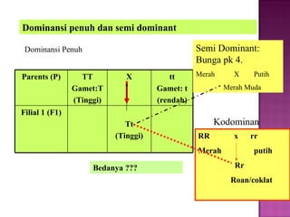 Pewarisan sifat hk mendel | PPT
