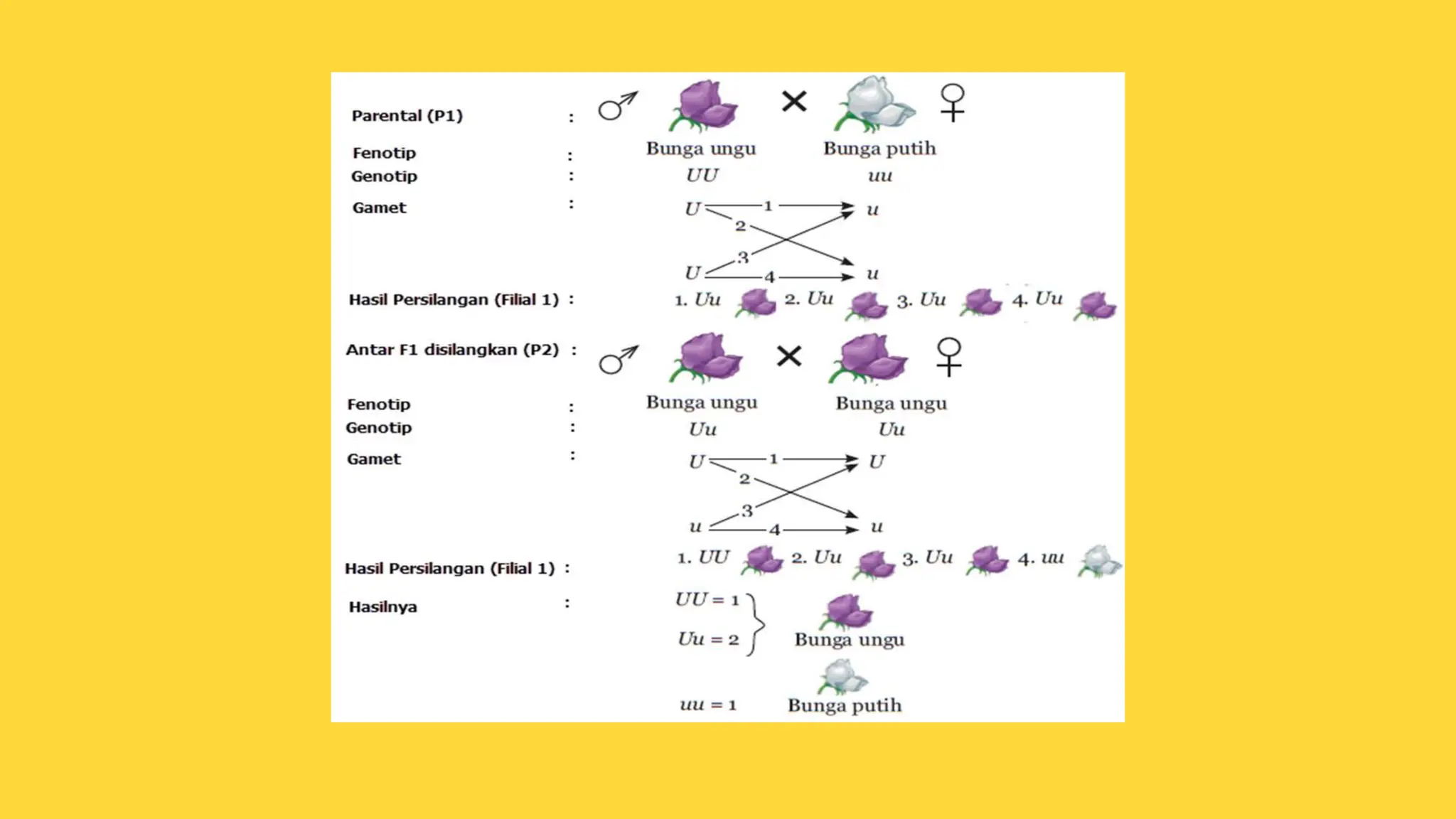 Materi pewarisan sifat kelas 9 semester 1 | PPTX