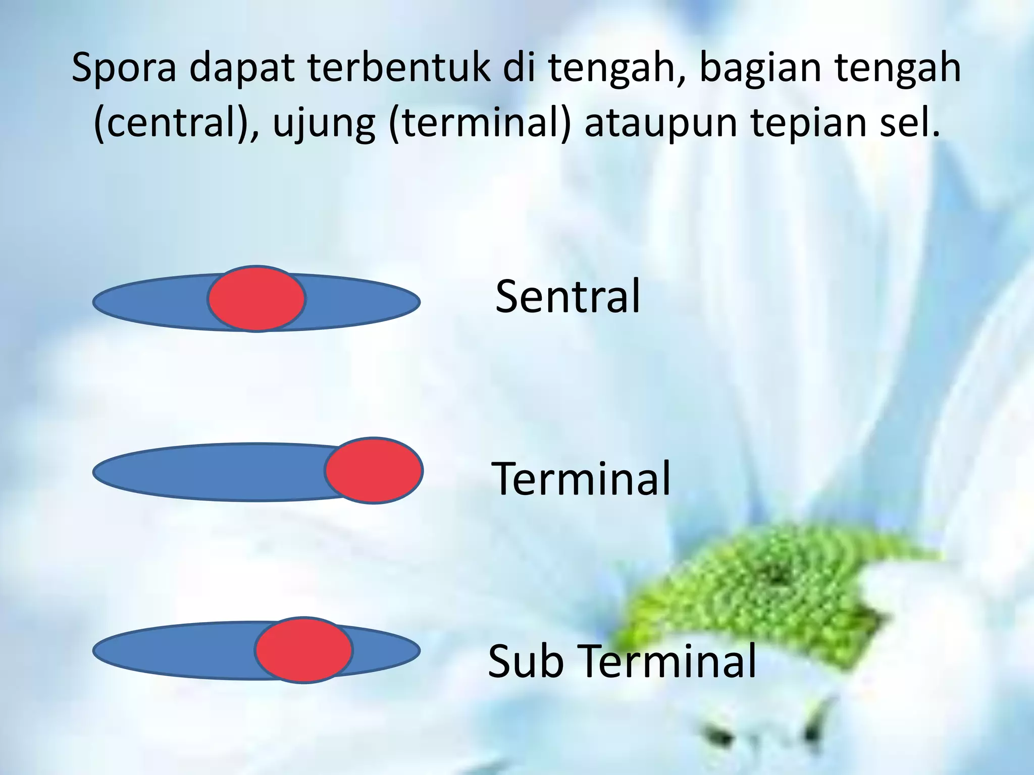 Pewarnaan Spora Metode Klein | PPTX