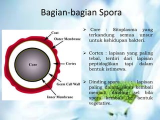 Pewarnaan Spora Metode Klein | PPT
