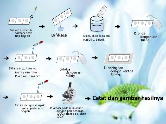 Pewarnaan Spora Metode Klein