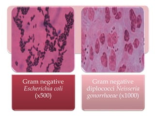 Pewarnaan bakteri | PPTX