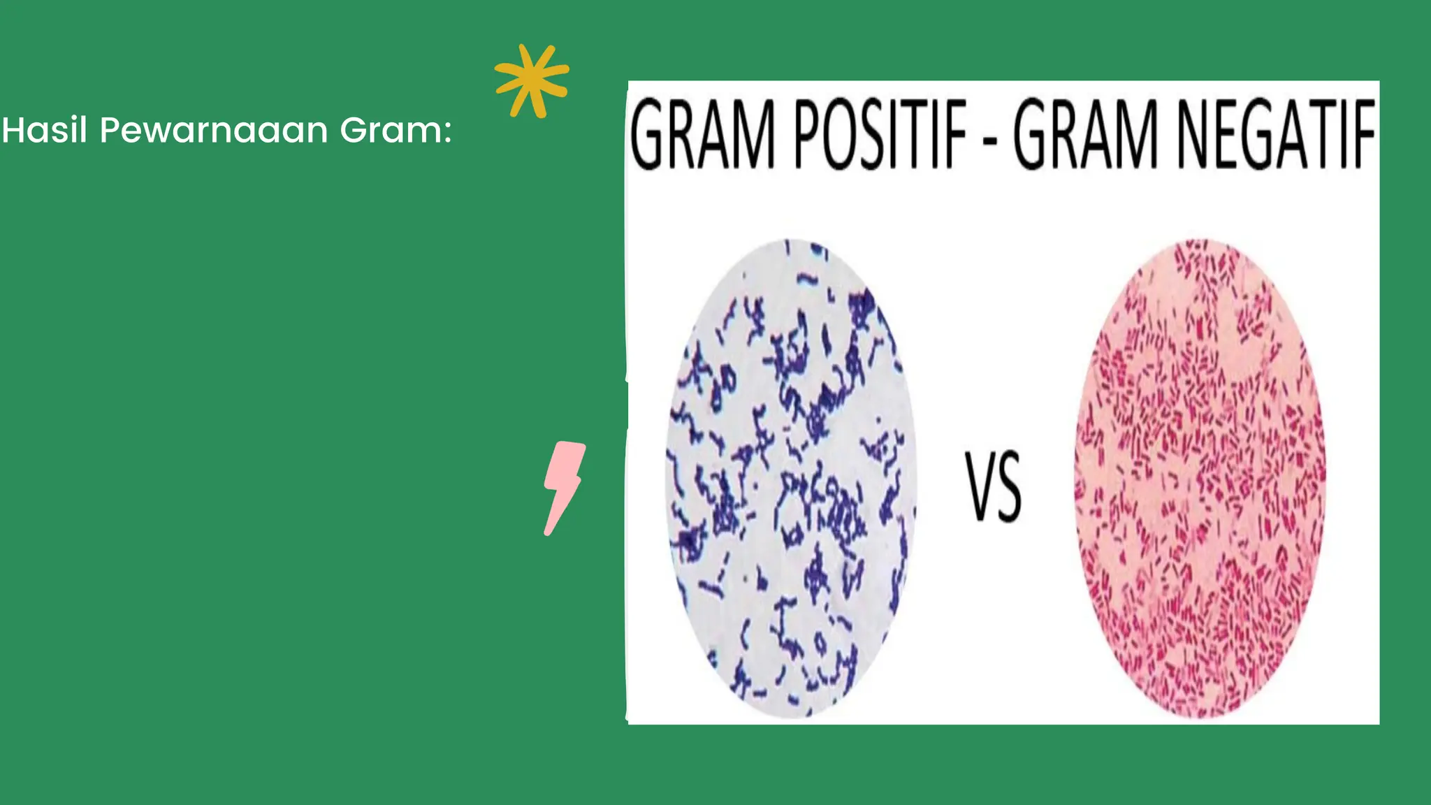 Pewarnaan sel bakteri, pewarnaan sederhana.pdf