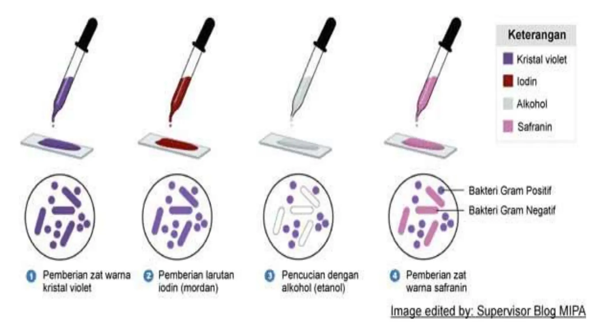 Pewarnaan sel bakteri, pewarnaan sederhana.pdf