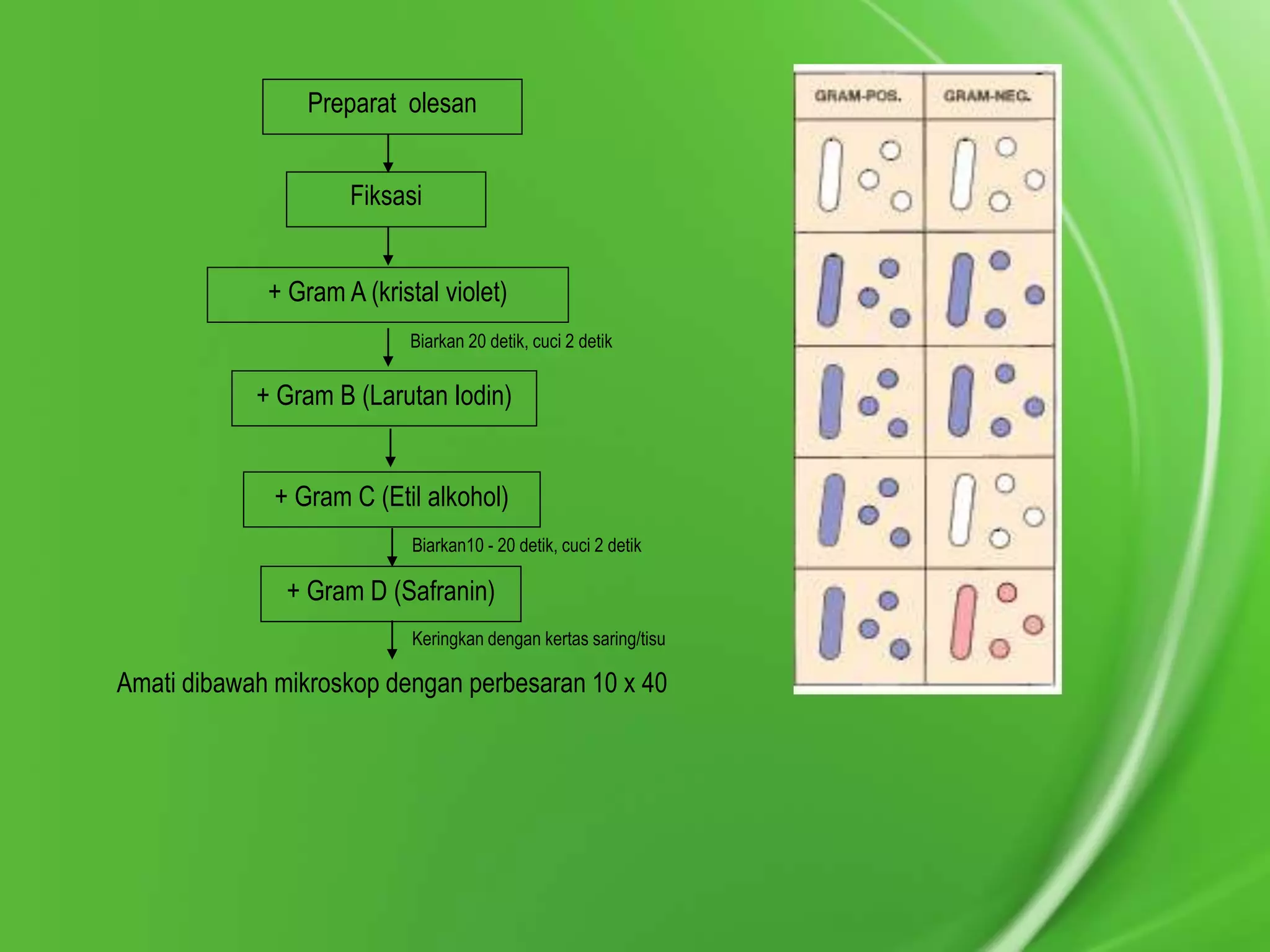 Pewarnaan bakteri (1) | PPTX