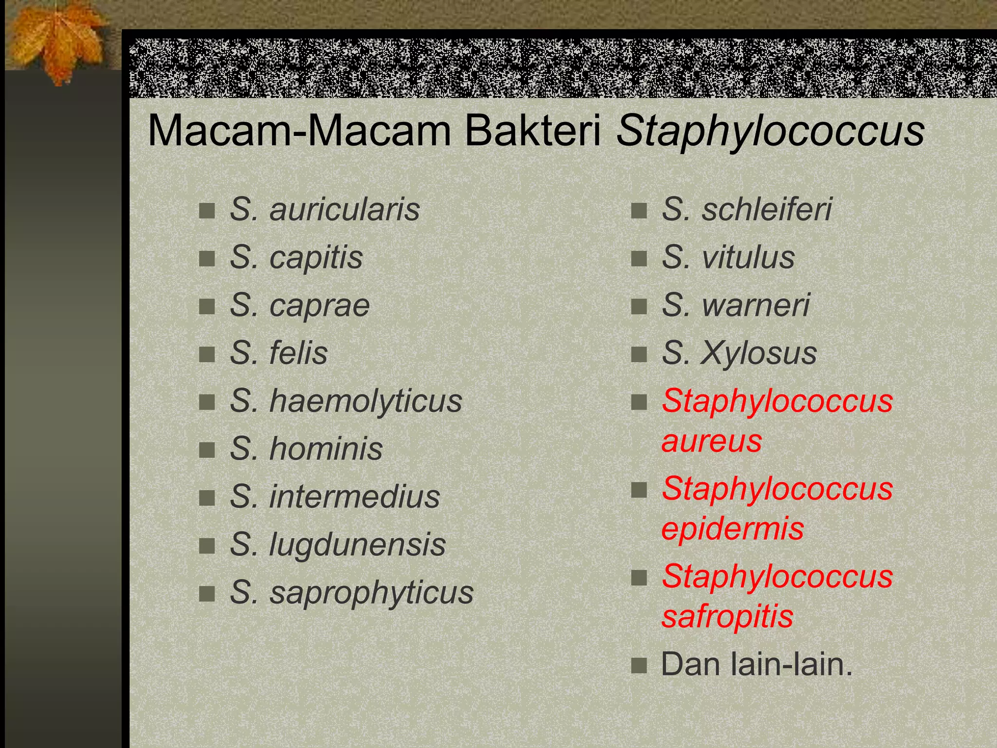 Pewarnaan bakteri staphylococcus | PPTX