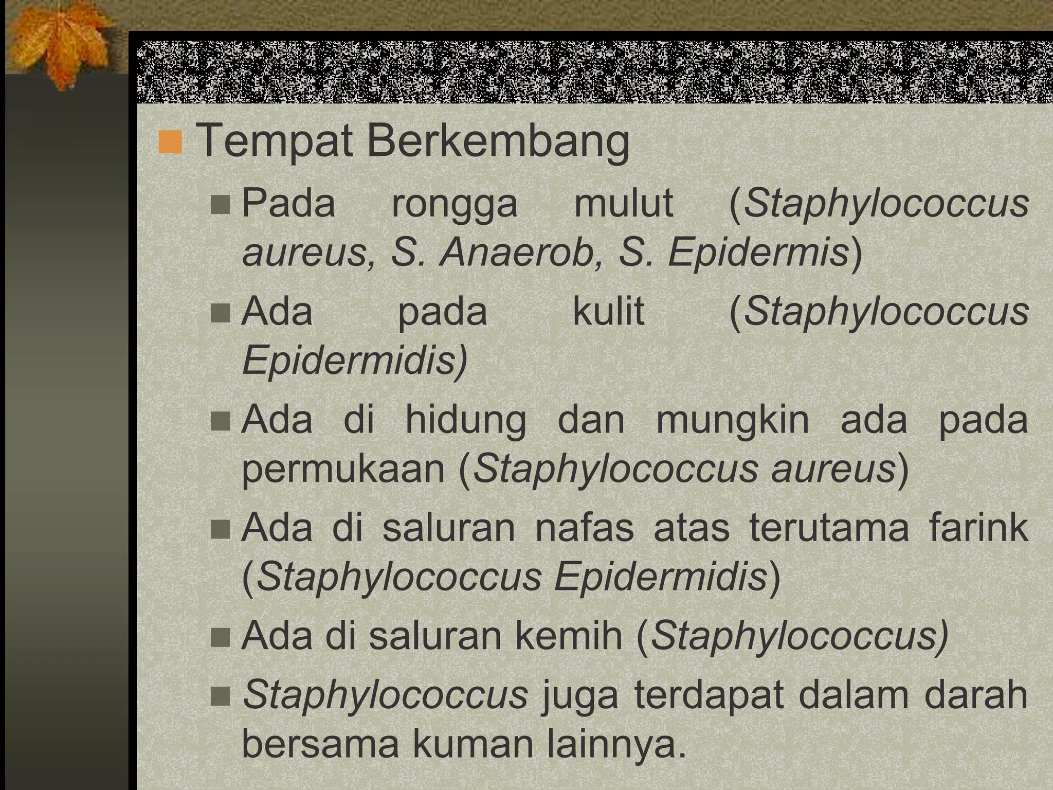 Pewarnaan bakteri staphylococcus | PPTX