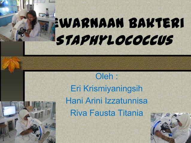 Pewarnaan bakteri staphylococcus | PPT