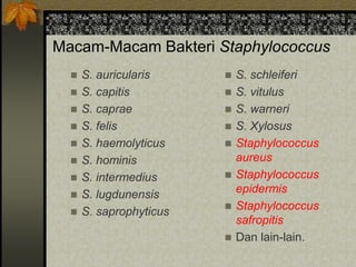 Pewarnaan bakteri staphylococcus | PPTX