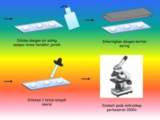 Pewarnaan Gram Metode Preston-Morrel (Gram I) | PPTX