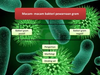 Pewarnaan Gram Metode Preston-Morrel (Gram I) | PPTX