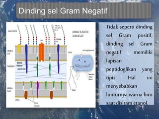 Pewarnaan Gram Metode Preston-Morrel (Gram I) | PPTX