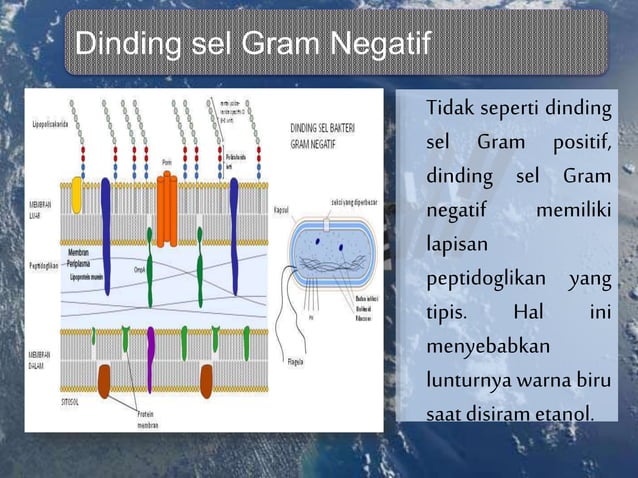 Pewarnaan Gram Metode Preston-Morrel (Gram I) | PPTX