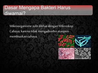 Pewarnaan Gram Metode Preston-Morrel (Gram I) | PPTX