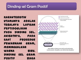 Pewarnaan gram | PPTX