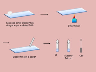 Pewarnaan gram | PPTX