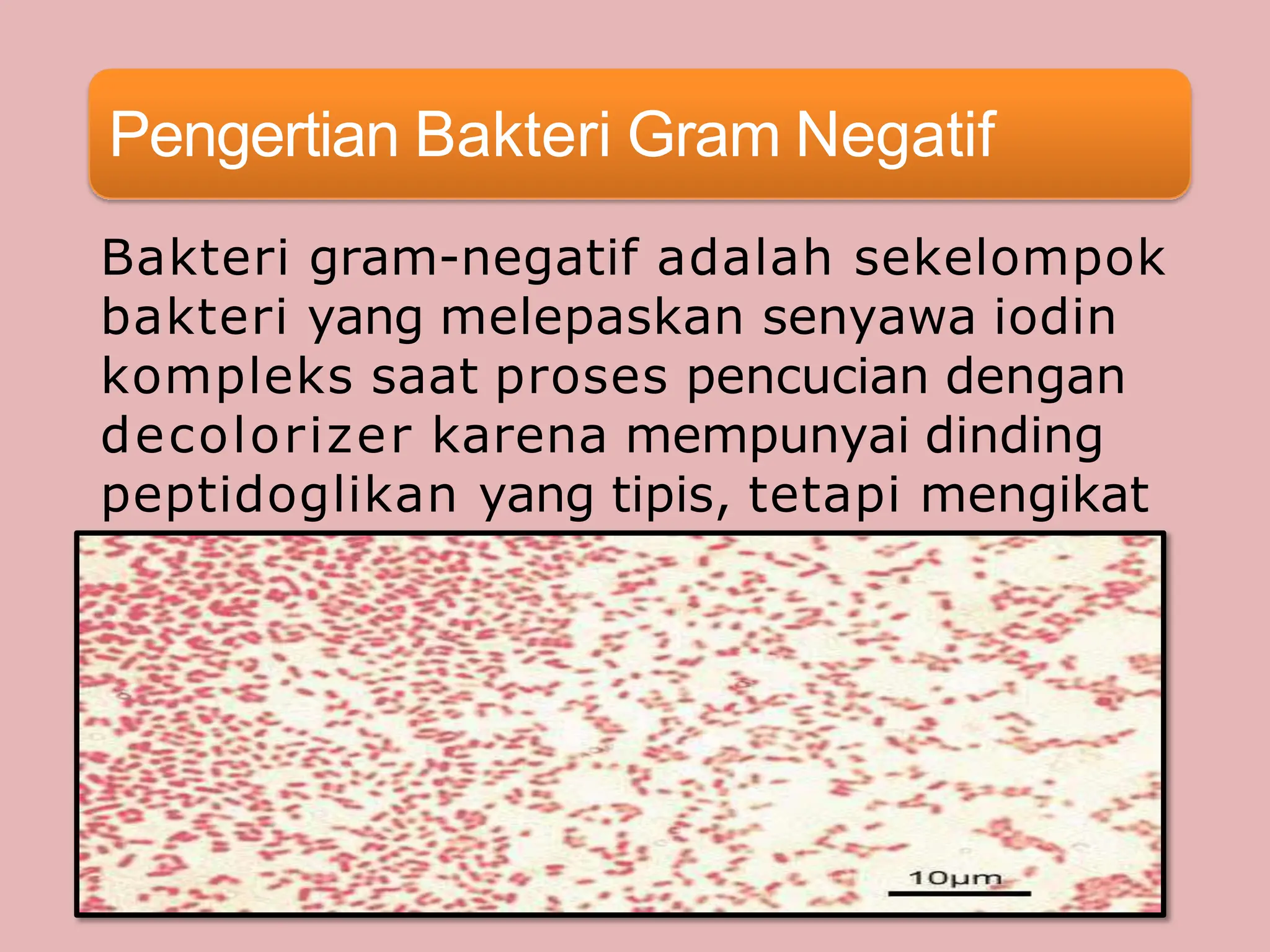 PEWARNAAN GRAM.pptx TEHNIK PEWARNAAN GRAM | PPTX