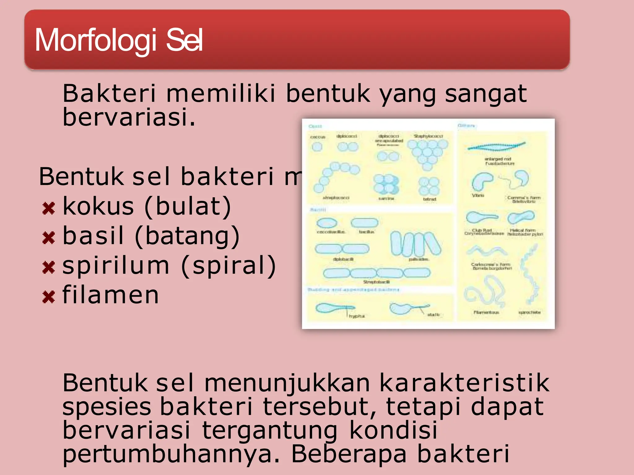 PEWARNAAN GRAM.pptx TEHNIK PEWARNAAN GRAM | PPTX