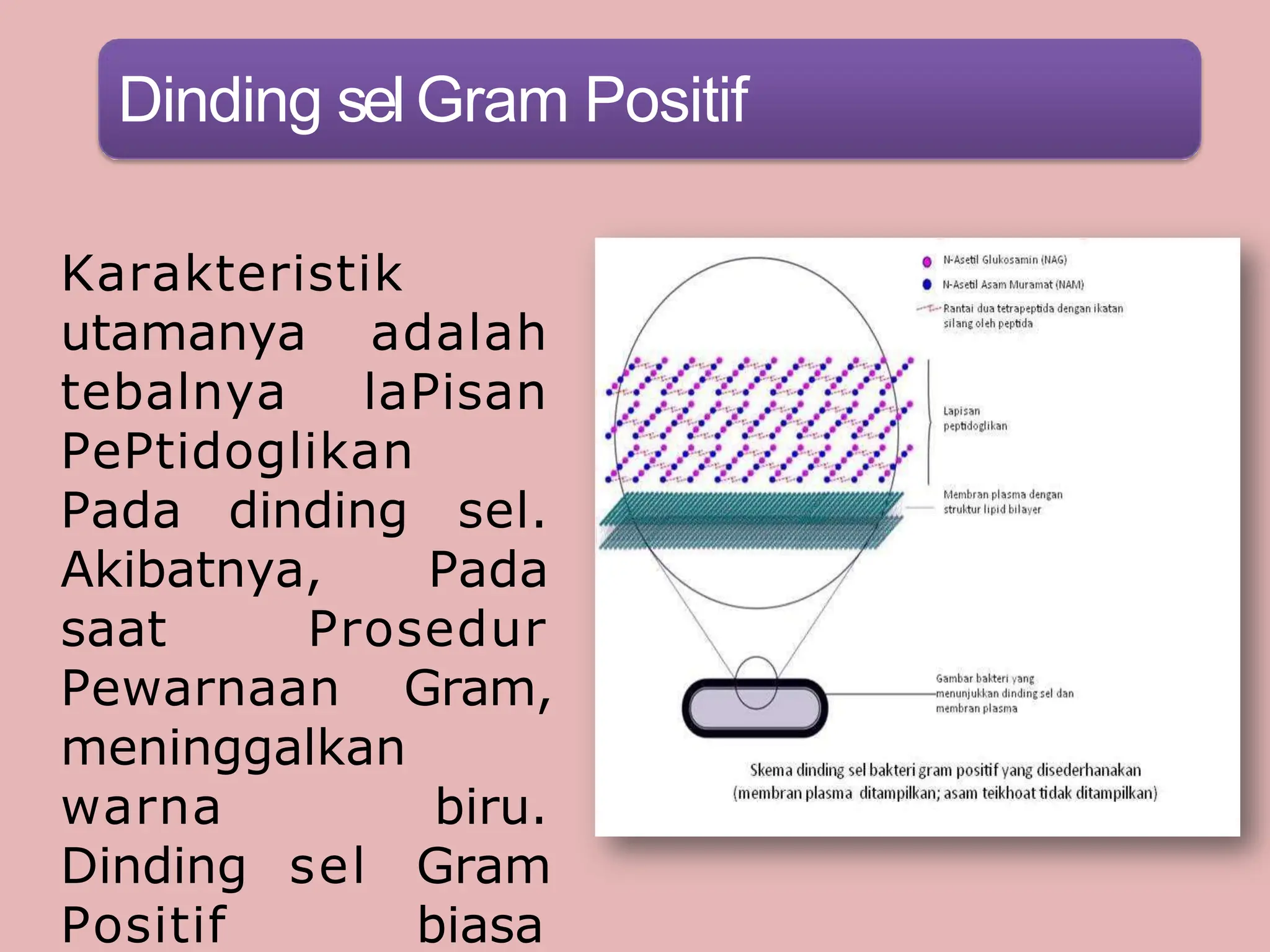 PEWARNAAN GRAM.pptx TEHNIK PEWARNAAN GRAM | PPTX