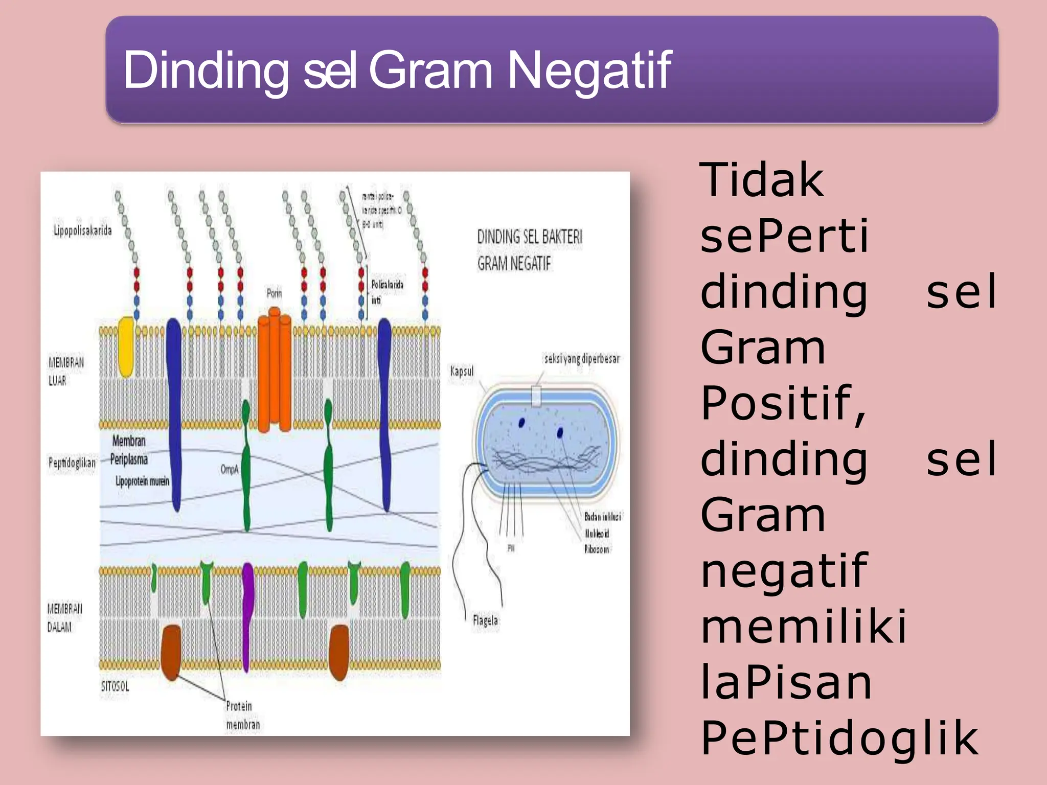 PEWARNAAN GRAM.pptx TEHNIK PEWARNAAN GRAM | PPTX