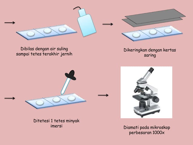 PEWARNAAN GRAM.pptx TEHNIK PEWARNAAN GRAM | PPTX