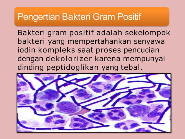 PEWARNAAN GRAM.pptx TEHNIK PEWARNAAN GRAM | PPTX