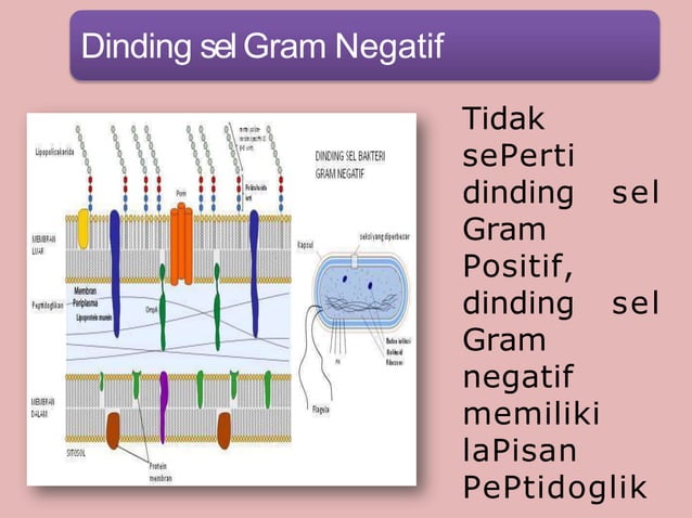 PEWARNAAN GRAM.pptx TEHNIK PEWARNAAN GRAM | PPTX
