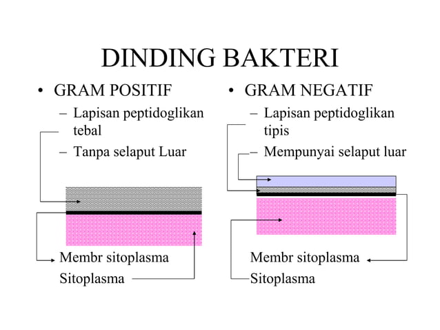 Pewarnaan gram + bakteriologi urin | PPTX