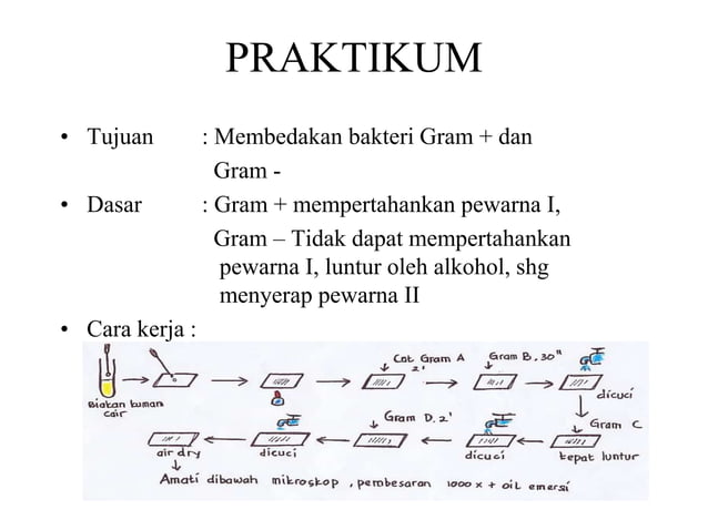 Pewarnaan gram + bakteriologi urin | PPTX