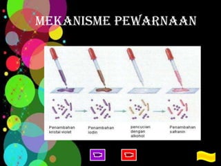 Pewarnaan Gram Metode Preston dan Morrel | PPSX