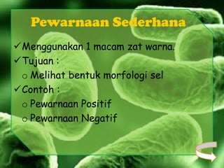 Pewarnaan Gram Metode Preston dan Morrel | PPSX