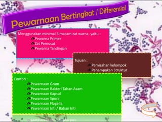 Pewarnaan Gram Metode Preston dan Morrel | PPSX