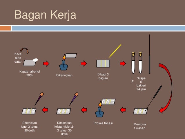 Pewarnaan gram kelompok 2 11 1