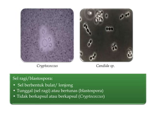 Pewarnaan parasit dan jamur | PPTX