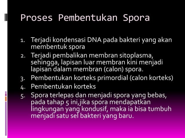 Pewarnaan spora pada bakteri kelas 11.5 | PPTX