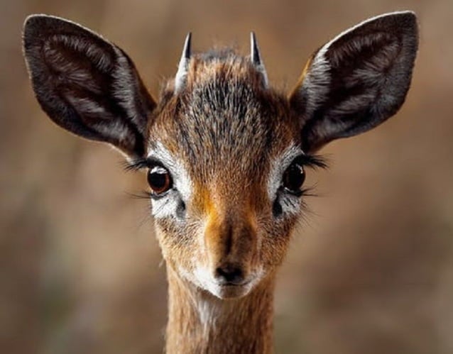 Cute Antelope | PDF