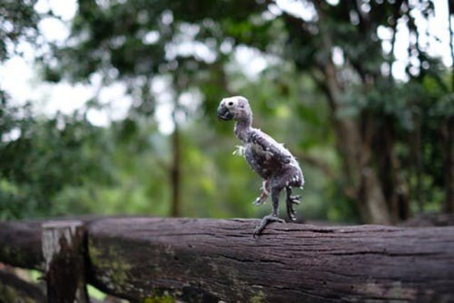 Featherless bird | PDF