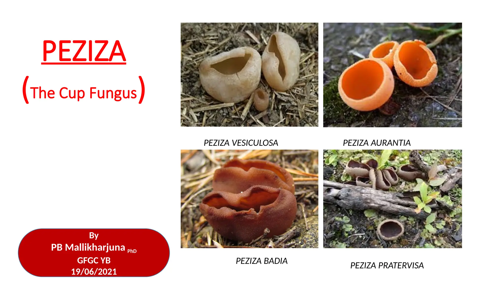 PEZIZA- The Cup Fungus : Habitat and Reproduction | PPTX