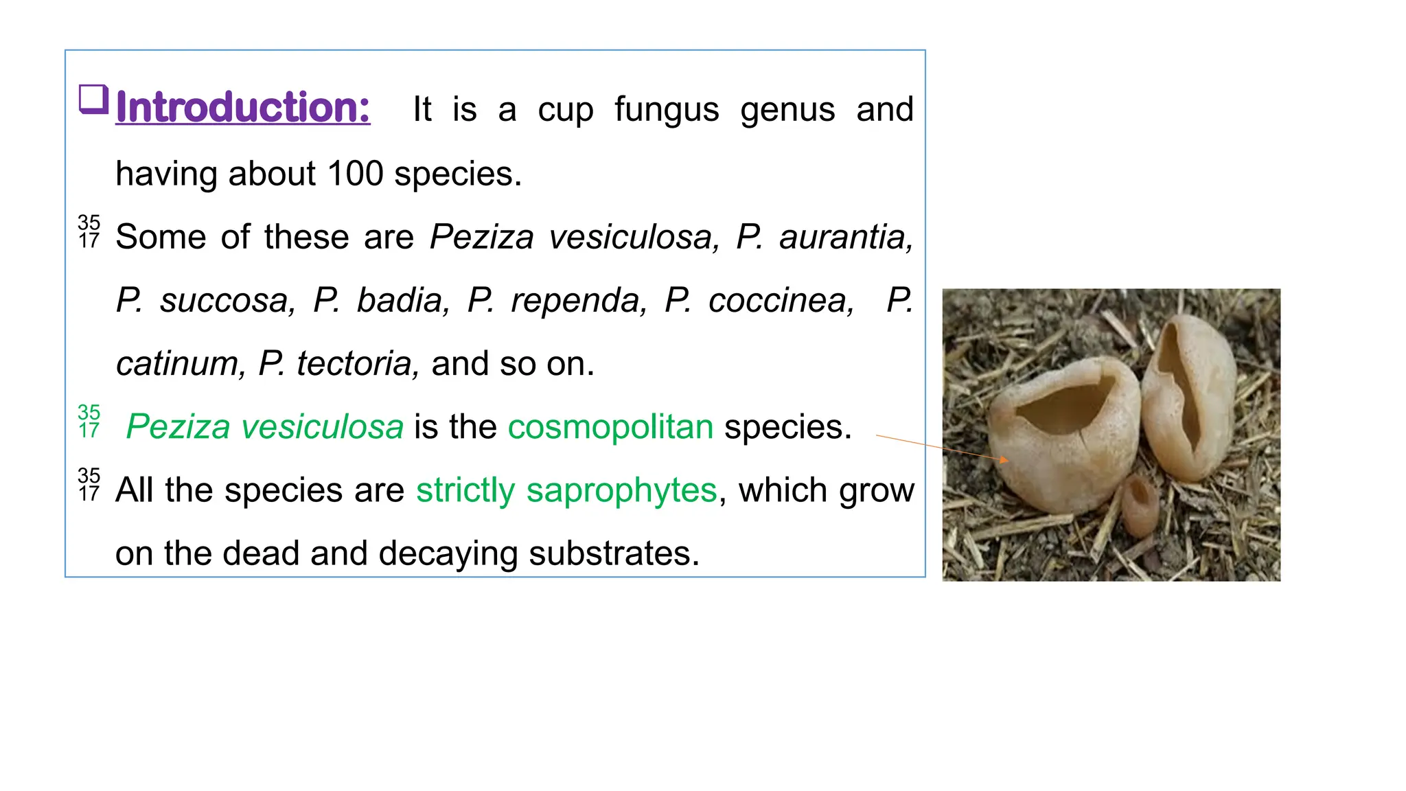PEZIZA- The Cup Fungus : Habitat and Reproduction | PPTX