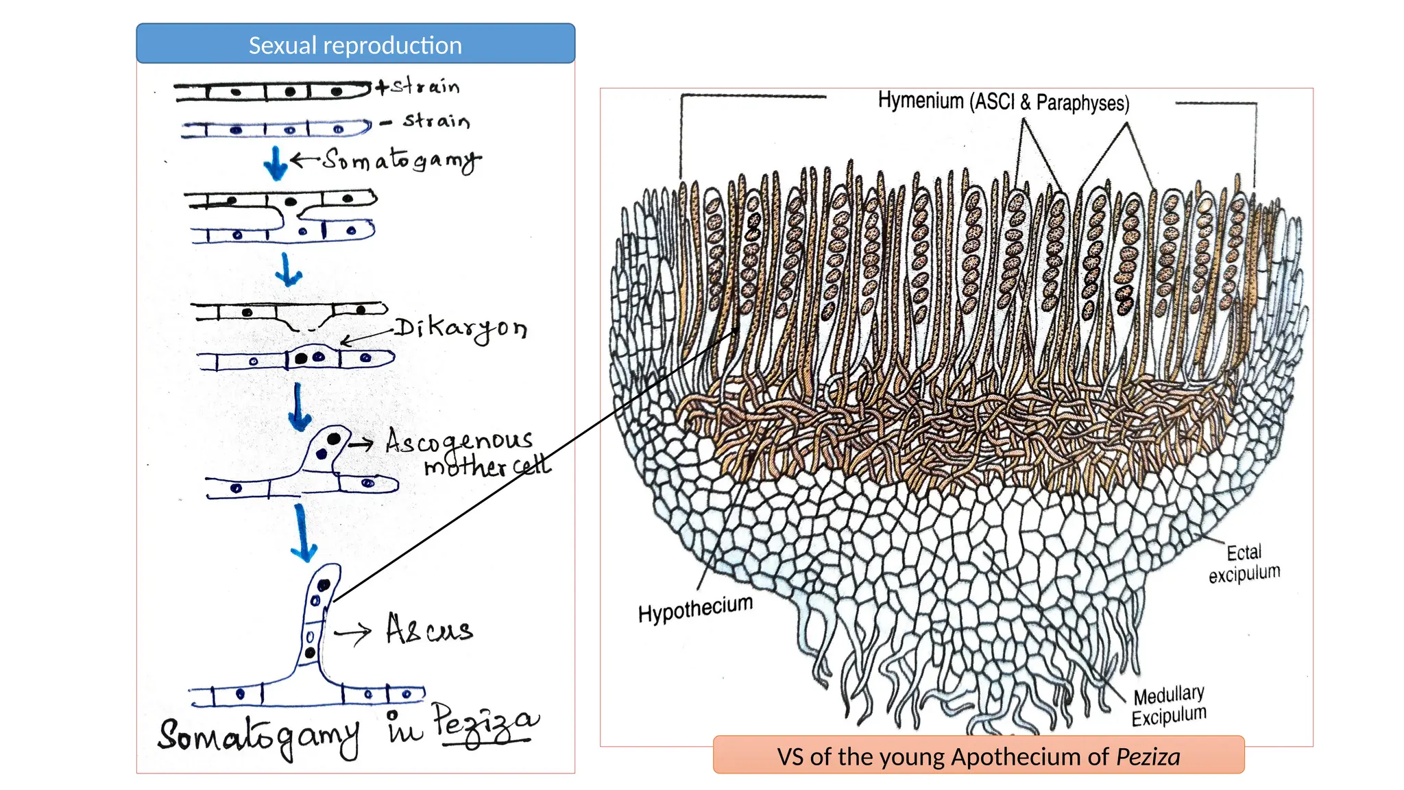 PEZIZA- The Cup Fungus : Habitat and Reproduction | PPTX