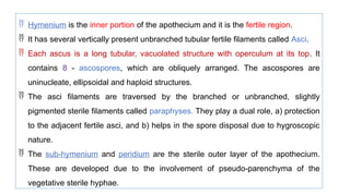 PEZIZA- The Cup Fungus : Habitat and Reproduction | PPTX