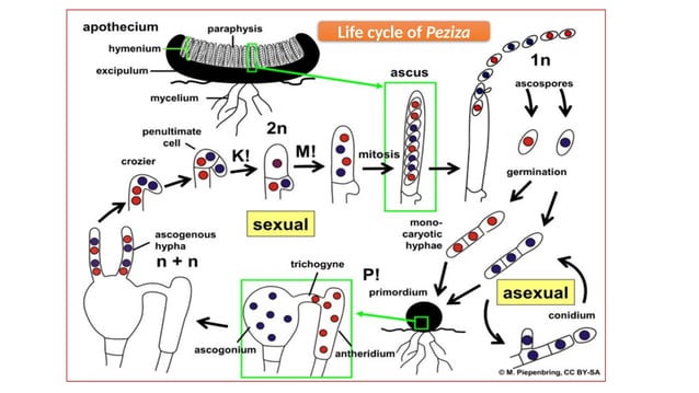 PEZIZA- The Cup Fungus : Habitat and Reproduction | PPTX | Biological ...