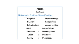 PEZIZA- The Cup Fungus : Habitat and Reproduction | PPTX