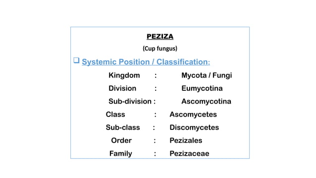 PEZIZA- The Cup Fungus : Habitat and Reproduction | PPTX | Biological ...