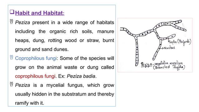 PEZIZA- The Cup Fungus : Habitat and Reproduction | PPTX | Biological ...