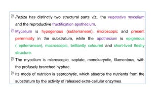 PEZIZA- The Cup Fungus : Habitat and Reproduction | PPTX | Biological ...