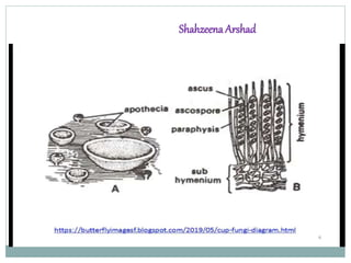 Peziza Diagram
