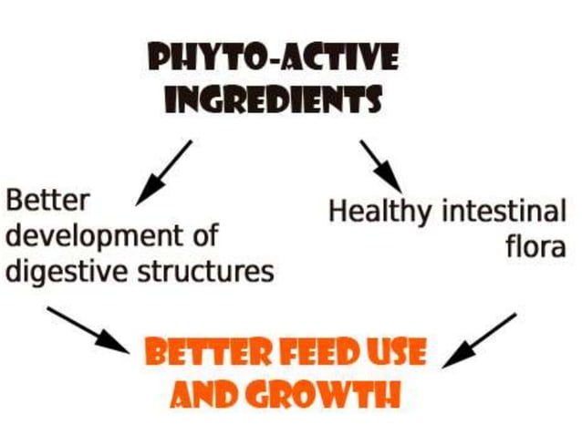 Phytogenic feed additives as an alternative to antibiotics in poultry ...
